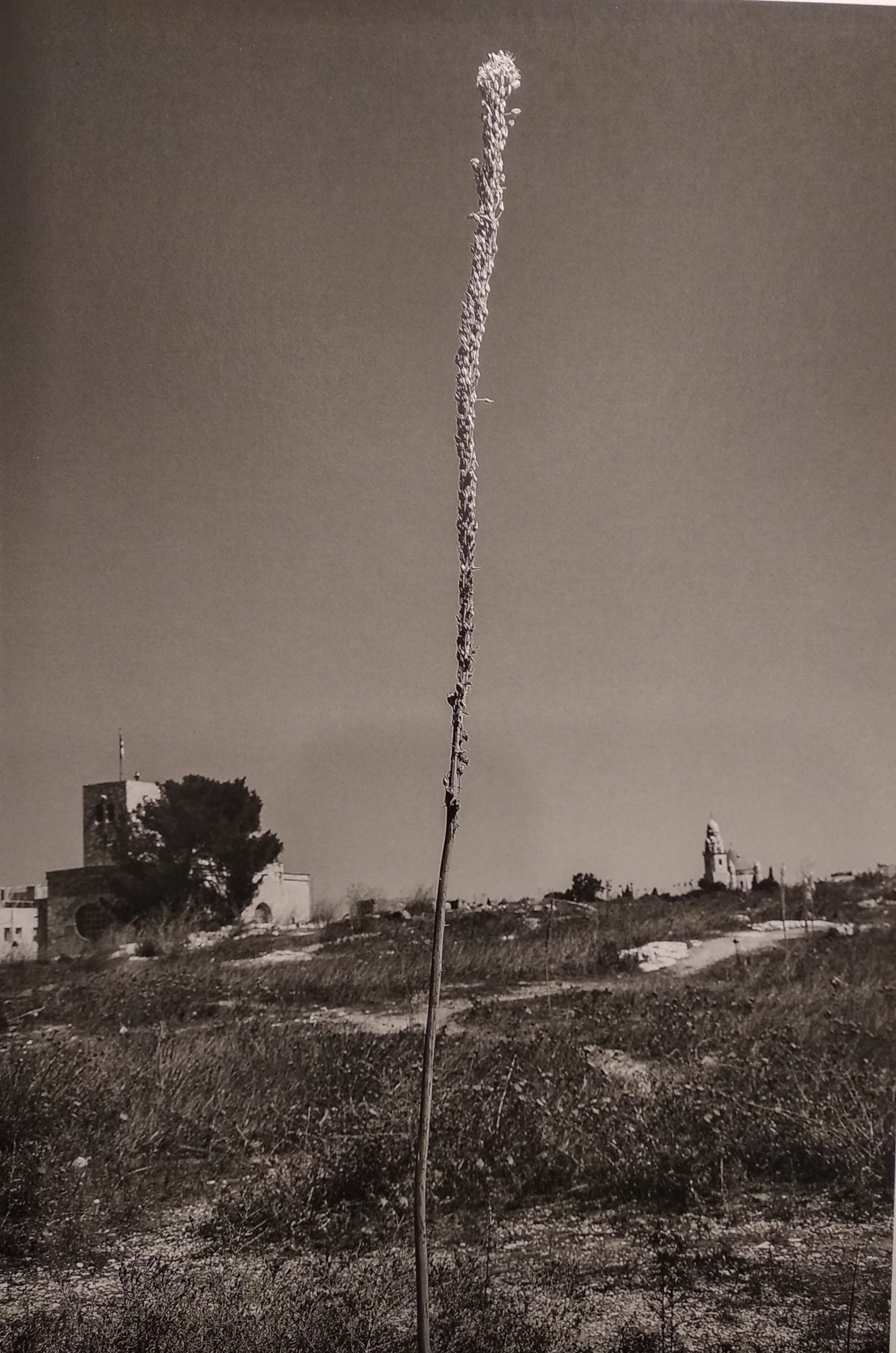 צבעו של האור הרך במים, בשמים ובחול – Michal Govrin